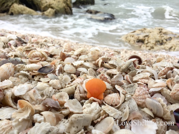 Shellectric Seashells | I Love Shelling