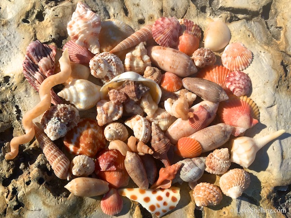 On Top Of Shell Mountain | I Love Shelling