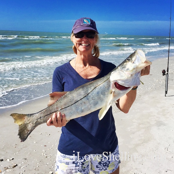 Beauty Is In The Eye Of The ShellHolder | I Love Shelling