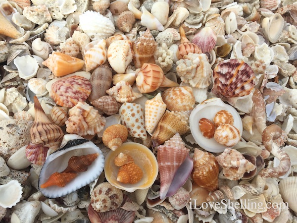Shellectric Seashells | I Love Shelling