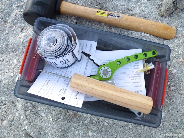 Catching A Sanibel Shark With The Shark Wrestler | I Love Shelling