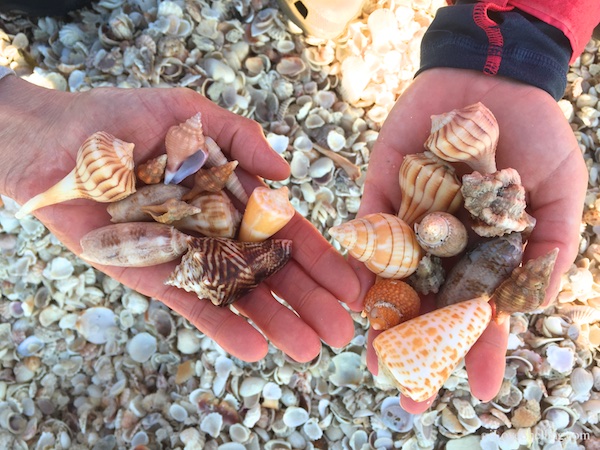 On Top Of Shell Mountain | I Love Shelling