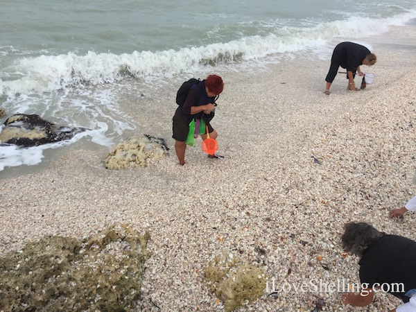 Shellectric Seashells | I Love Shelling