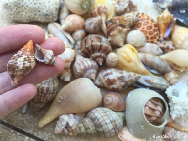 On Top Of Shell Mountain | I Love Shelling
