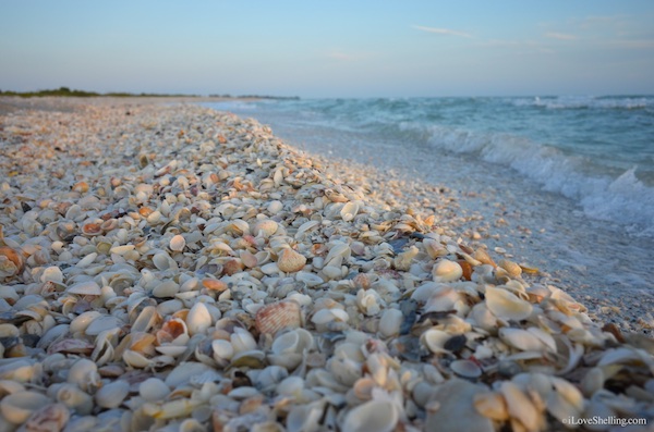 Beachcombing At Bowmans With Flying Gopher Tortoises | I Love Shelling