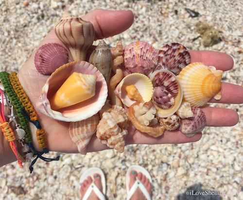 As The Sanibel Shells Turn | I Love Shelling