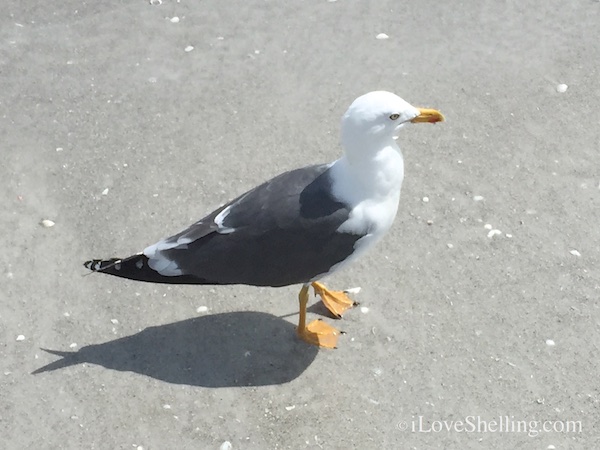 Case Of The Cracked Cockles – Video | I Love Shelling