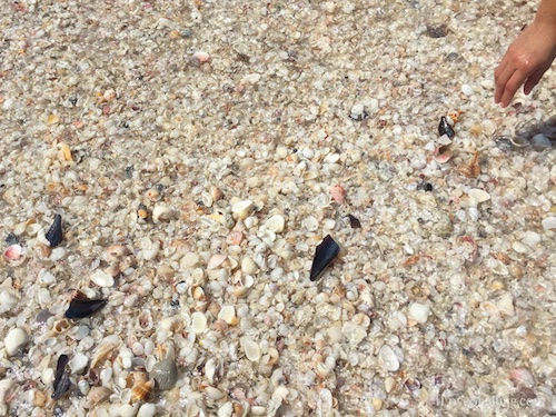 As The Sanibel Shells Turn | I Love Shelling