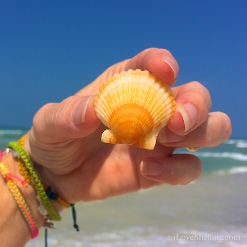 As The Sanibel Shells Turn | I Love Shelling