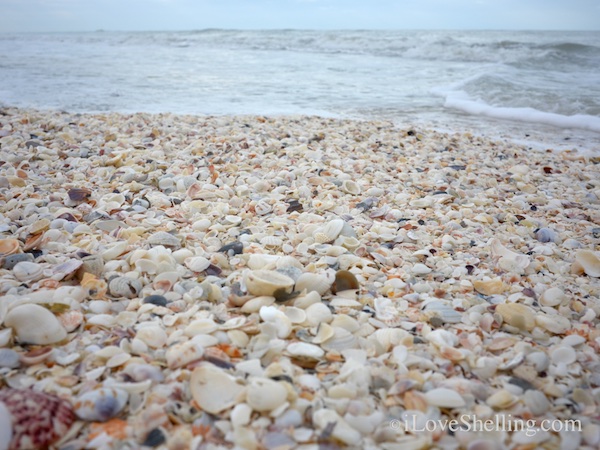 Sanibel Seashells Surf Video | i Love Shelling