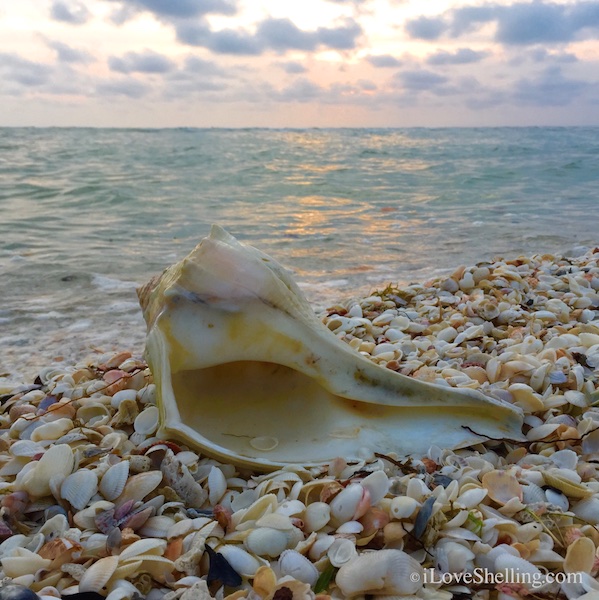 Boom Shellalaka Whelk! | I Love Shelling