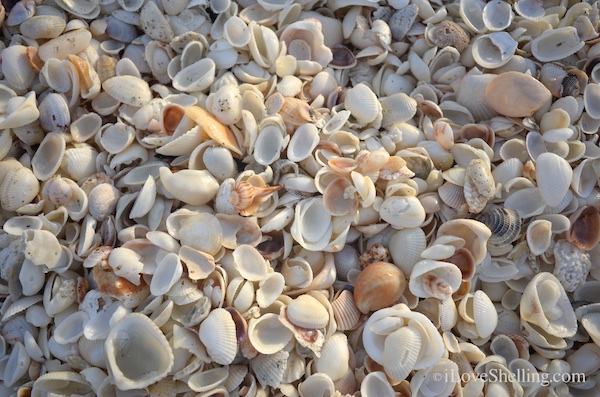 Boom Shellalaka Whelk! | I Love Shelling