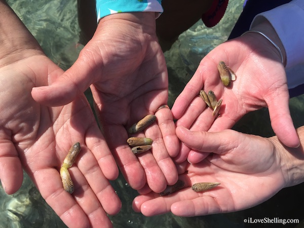 Shelling at Crystal Clear Cayo Costa | I Love Shelling