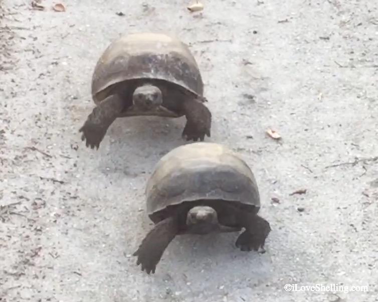 Beachcombing At Bowmans With Flying Gopher Tortoises | I Love Shelling