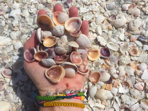 Lost And Found On Sanibel- It Takes A Social Shell Village | I Love ...