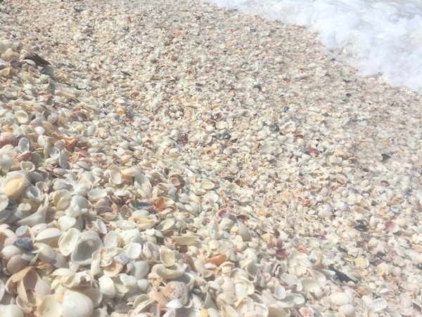 Family On The Island | I Love Shelling
