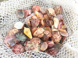 Shellebrating Earth Day | I Love Shelling