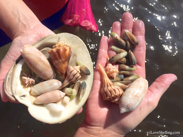 Shelling at Crystal Clear Cayo Costa | I Love Shelling