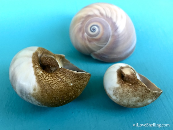 sharks eye shell with snail fur hydroid Hydractinia echinata | I Love ...