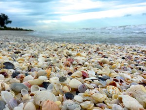 Shellebrating Earth Day | I Love Shelling