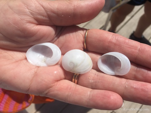 Fintastic Beach Bling On Cayo Costa | I Love Shelling