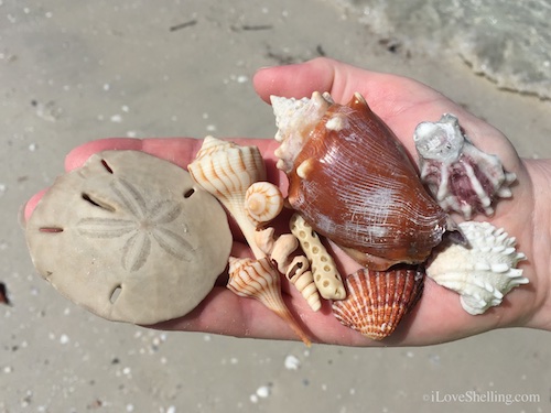 Skies Of Blue, Seashells In View | I Love Shelling