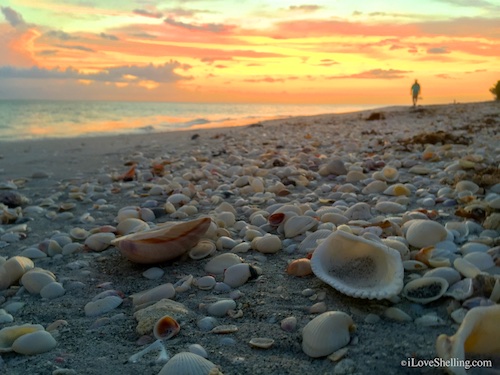 Sanibel Sunsets and Seashells | I Love Shelling