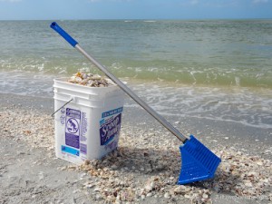 6 Most Common Shells On Sanibel Island, Florida | I Love Shelling