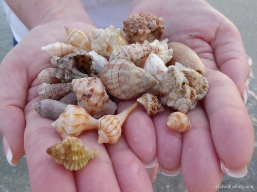 Shellsational Sunsets at Blind Pass Sanibel | I Love Shelling