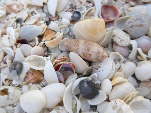 Seashells And The Gulf Of Mexico | I Love Shelling