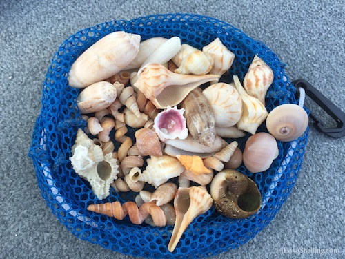 Skies Of Blue, Seashells In View | I Love Shelling