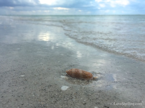 Happy Beach Heart | I Love Shelling