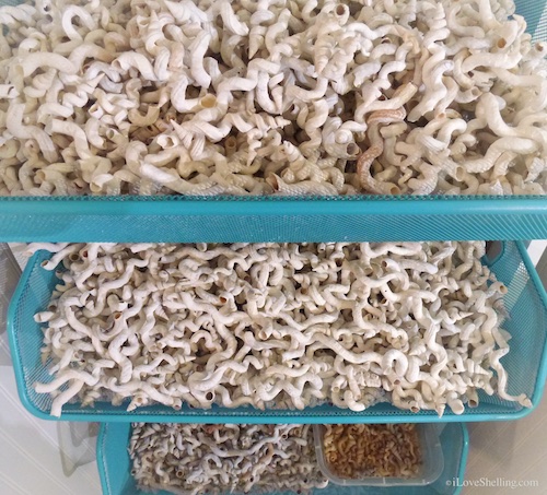 Florida Worm Shell | i Love Shelling