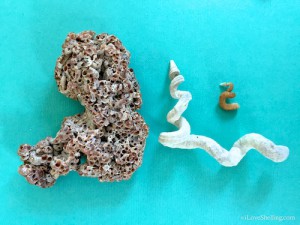 Whimsical World Of Worm Shells | I Love Shelling