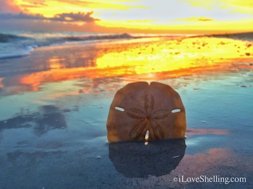 Ribbed Cantharus | i Love Shelling