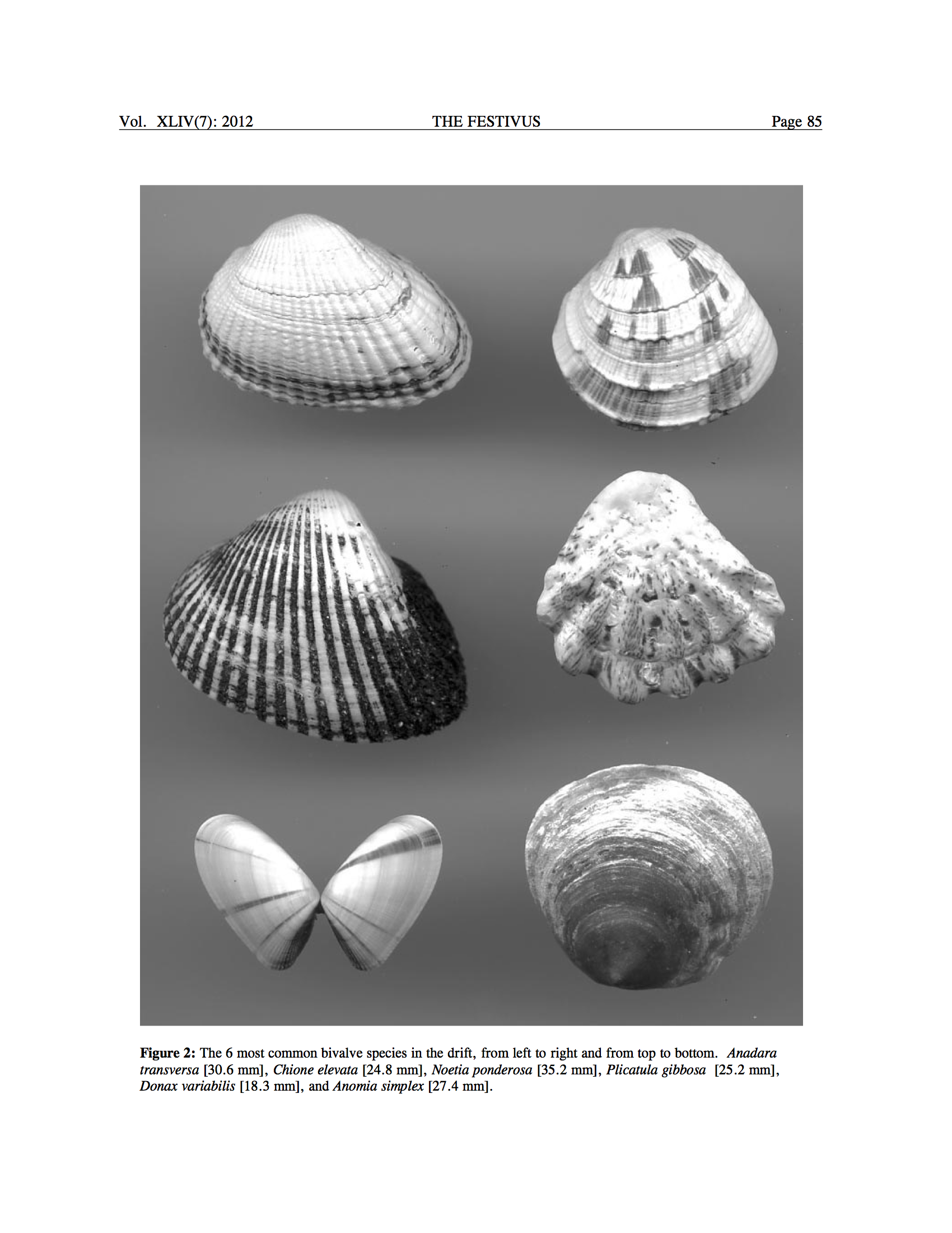 6 Most Common Shells in Beach Drift on Sanibel Florida | I Love Shelling