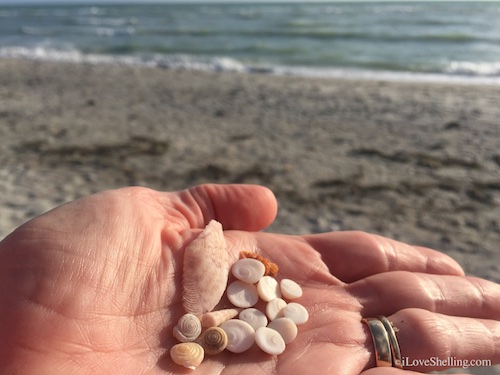 High Dry Sand Beach Finds at Blind Pass Sanibel | I Love Shelling