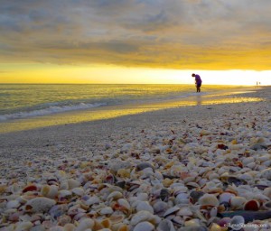 Seashells And The Gulf Of Mexico | I Love Shelling