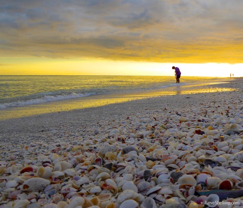 Seashells And The Gulf Of Mexico | I Love Shelling