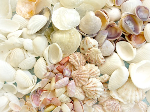 6 Most Common Shells On Sanibel Island, Florida | I Love Shelling