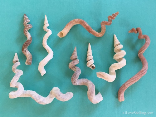 Florida Worm Shell | i Love Shelling