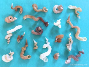 Whimsical World Of Worm Shells | I Love Shelling