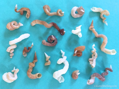 Whimsical World Of Worm Shells | I Love Shelling