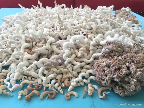 Whimsical World Of Worm Shells | I Love Shelling