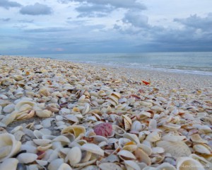 Seashells And The Gulf Of Mexico | I Love Shelling