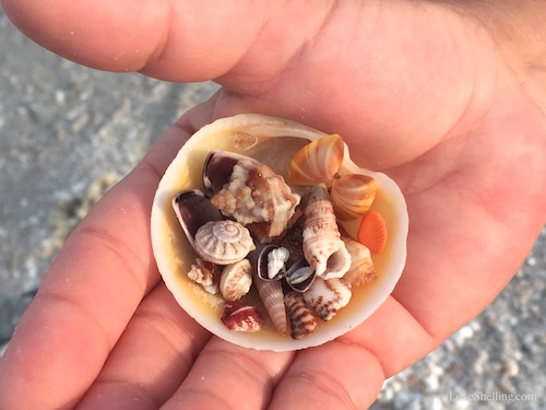 The Shell Glass Is Half Full | I Love Shelling