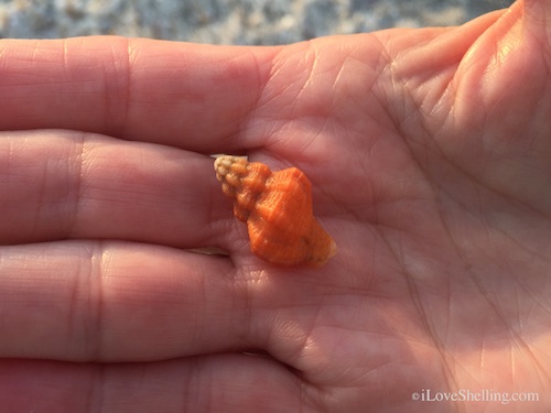 Sanibel Sunsets and Seashells | I Love Shelling