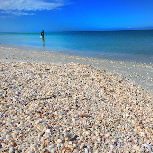 Skies Of Blue, Seashells In View | I Love Shelling