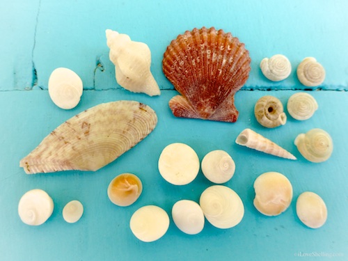 High Dry Sand Beach Finds at Blind Pass Sanibel | I Love Shelling