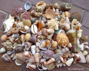 Our Exshellent Beach Combing Adventure in Okinawa Japan | I Love Shelling